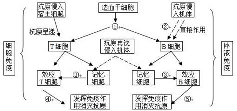 图示表示人体内特异性免疫的过程 数字分别代表相应的生理活动 据图回答 ⑴造血干细胞分化成t细胞和b细胞的根本原因是 ⑵②过程表示吞噬细胞对抗原进行 并呈递给t细胞 ③过程表示 ⑶肺结核