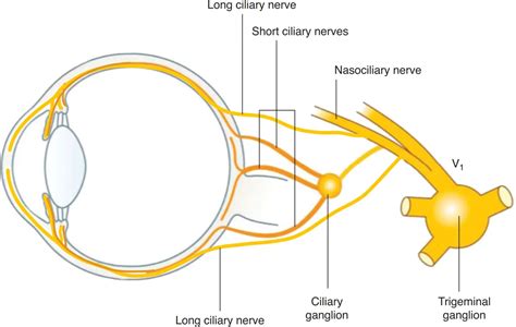 Nasociliary Nerve