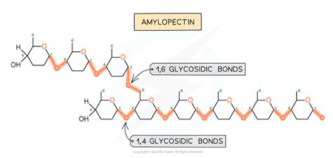 Edexcel A SNAB A Level Biology 复习笔记1 2 6 The Glycosidic Bond 翰林国际教育