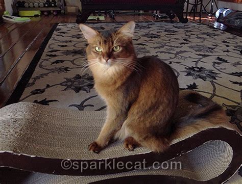 How To Stretch Summers Fabulous Cat Life