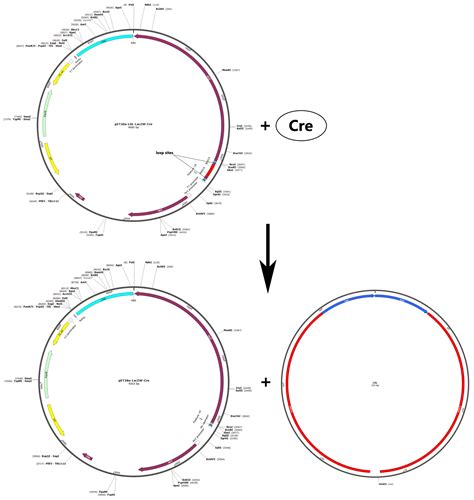 Team Bgic China Proof