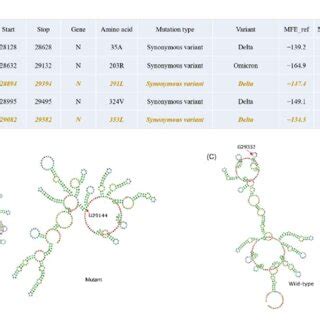 Synonymous Mutations In The N Gene And Their Effect On The RNA Download Scientific Diagram