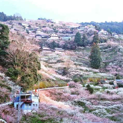 奈良県五條市の賀名生梅林 少しだけ 中途半端な旅の記録とみのまわり Country roads Outdoor Nara
