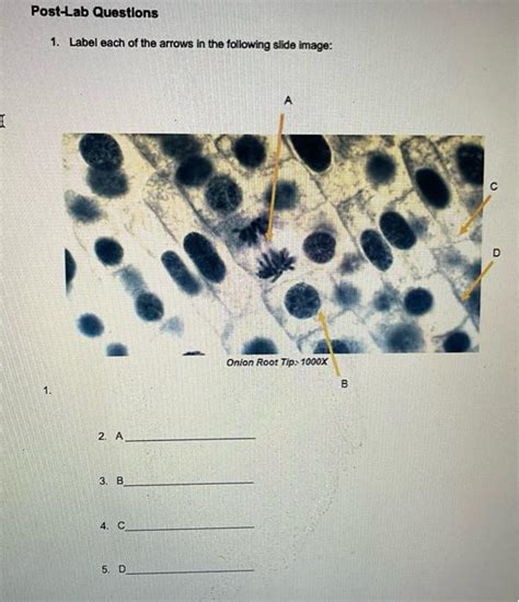 Solved Cell Structure And Function Pre Lab Questions 1