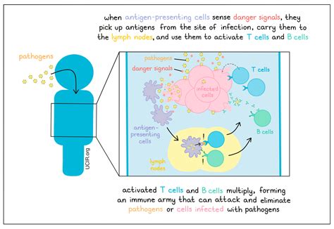 Antigens And Pathogens