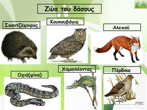 Ppt Χλωρίδα της Κύπρου Powerpoint Presentation Free Download Id 2242908