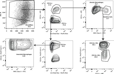 Gating Strategies For Dc And Macrophage Analysis Cells Were Stained Download Scientific
