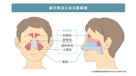 副鼻腔炎 画像 フリー 副鼻腔炎 解剖図 副鼻腔のストックイラスト素材 Rzdwon