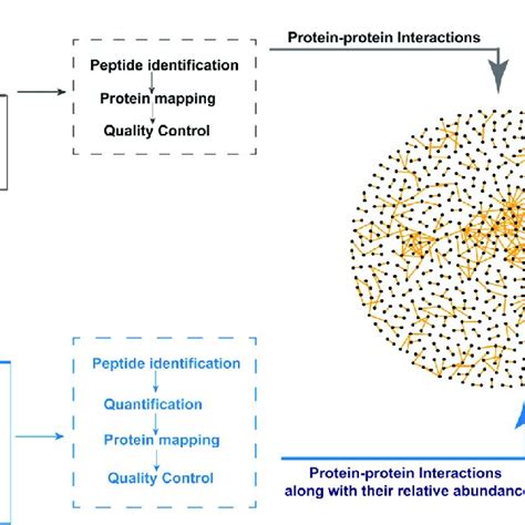 Overview Of Current Ms Based Qualitative And Quantitative Proteomic Download Scientific Diagram