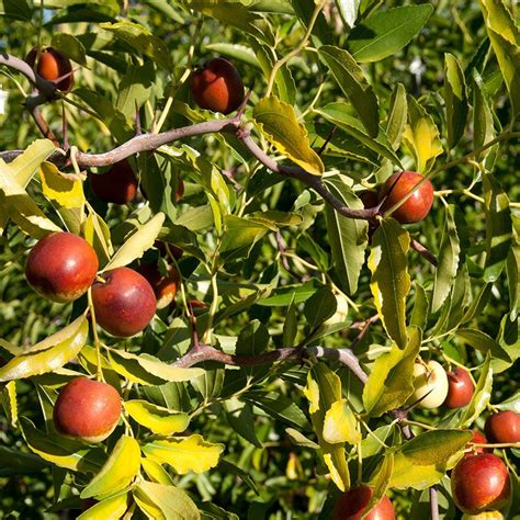 Silverhill Jujube Tree For Sale At William Deas Blog