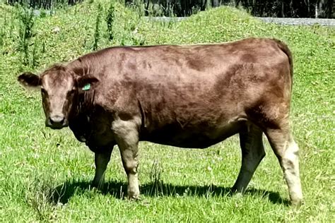 Lot 26 Aurora Brittany R53 Pb Auctionsplus