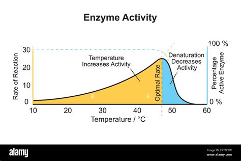 Scientific Designing Of Enzyme Activity Curve Colorful Symbols Vector Illustration Stock