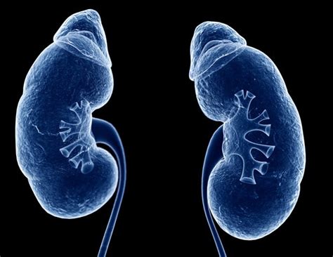 Constipation Drug Found To Slow Renal Function Decline In Ckd Patients