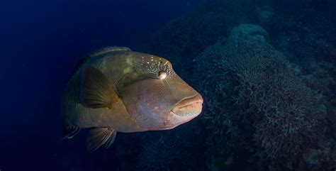 Great Barrier Reef Maori Wrasse Reef Tour