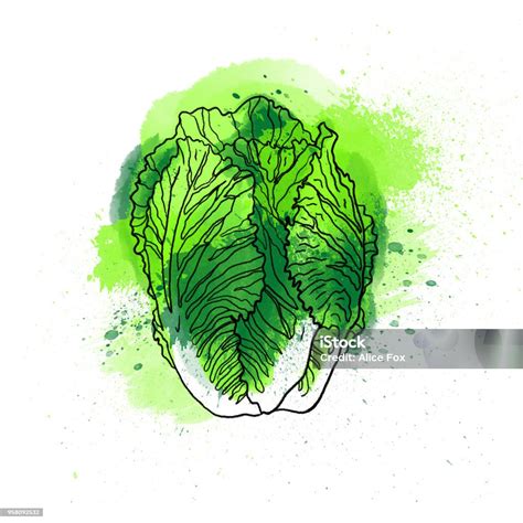 손으로 그린 화려한 밝은 신선한로 메인 상 추 샐러드 양배추 수채화 흰색 배경입니다 건강한 생활방식에 대한 스톡 벡터 아트 및