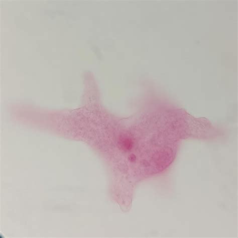 Wholesale Amoeba Proteus Prepared Slides Xinxiang Happy Science Co Ltd