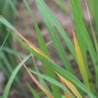 RiceLeafDiseaseDetection Rev Object Detection Dataset By ELKA