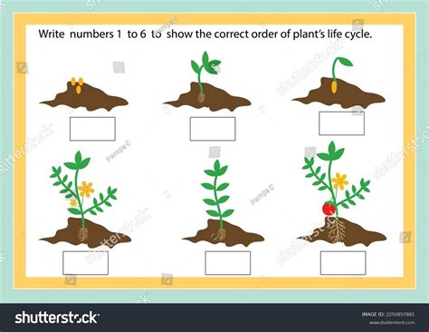 Plants Life Cycle Worksheet Plant Stage Stock Vector Royalty Free