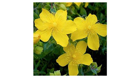 Outsidepride Hypericum Cerastoides Trailing St Johns Wort Garden