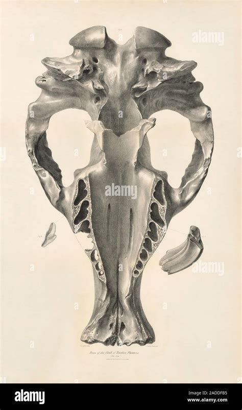 Toxodon Prehistoric Mammal Fossil Skull 19th Century Illustration Of The Base Of A Fossil Of Toxodon Prehistoric Mammal Fossil Skull 19th Century Illustration Of The Base Of A Fossil Of