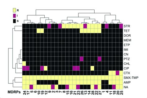 Heatmap Of The Phenotypic Characterization Of The Main Multi Drug Download Scientific Diagram