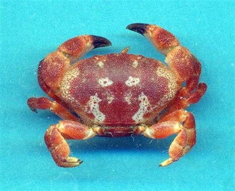 Atergatis Floridus Linnaeus 1767 Download Scientific Diagram