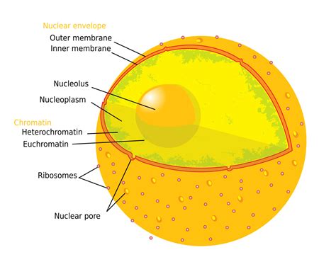 Sex Linkage Biology Simple