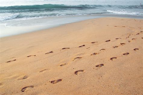 Transcription Factor Footprinting With Fiber Seq Tumor Genetics Blog