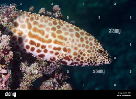 Dwarf Spotted Rock Cod Epinephelus Merra Rainbow Reef Fiji Stock