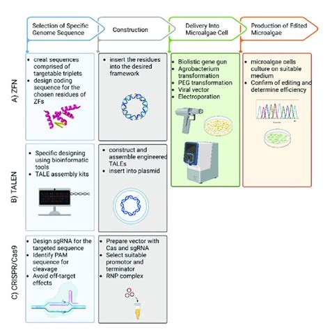 Simplified Workflow For Zfn Talen And Crisprcas9 Mediated Microalgae