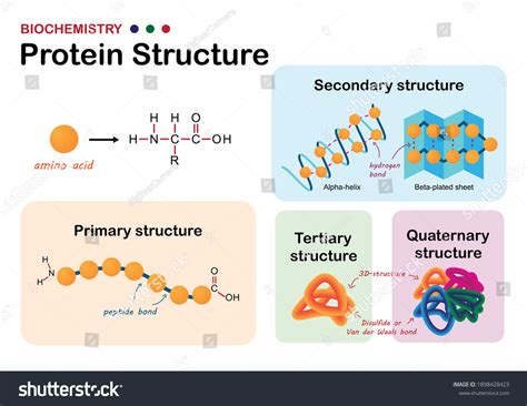 Protein Structure Levels