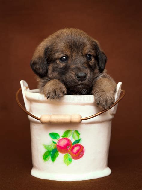 Puppy In Small Pail Stock Image Image Of Green Love 75753887