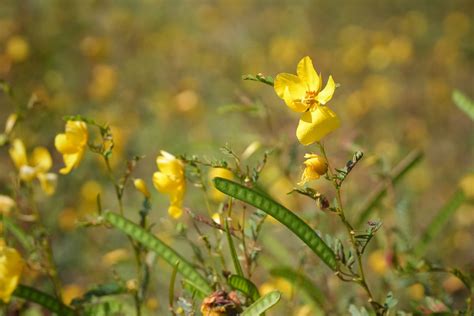 Partridge Pea Florida Wildflower Foundation