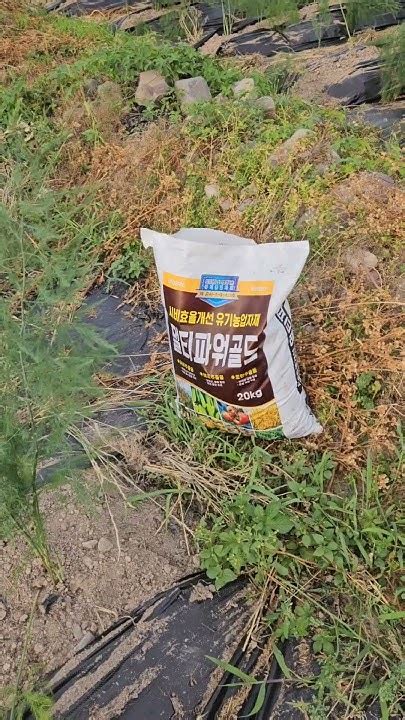 2년차 아스파라거스 제초 및 추비 Youtube