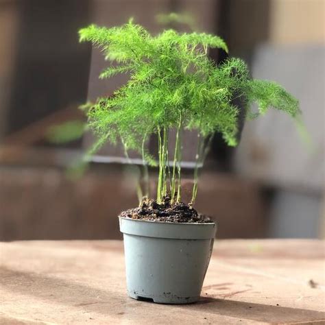 Купить цветок в горшке в Москве, цветы и комнатные растения в горшках ...