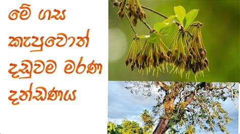 Siyabala Tree Posted On 23 Nov 1134 Am Negombo Gampaha Makensey