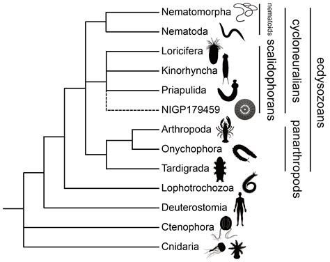 Phylum Arthropoda Tree