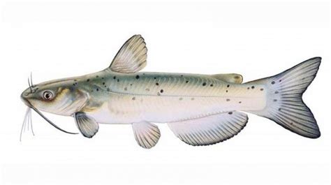 Types Of Catfish