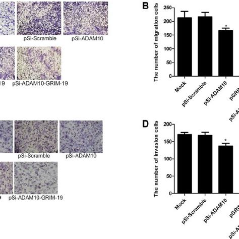 Expression Of Grim 19 And Adam10 In Hepg2 Cells Transfected With The Download Scientific