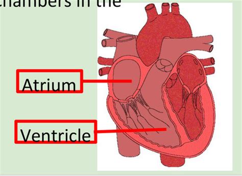 Igcse Biology Human Transport Flashcards Quizlet