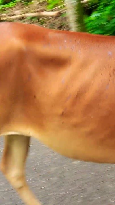 গরুটি কত কে বলতে পারবেন। কোরবানীর গরু গরু কোরবানীরগরু ভাইরাল ভিডিও Video Viralvideo শর্ট