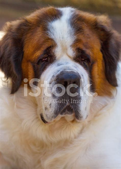 세인트 버나드 개 스톡 사진 로열티 프리 이미지 Freeimages