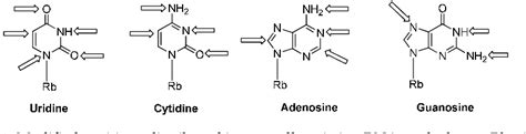 Figure 1 From Synthesis Of Nucleobase Modified Rna Oligonucleotides By Post Synthetic Approach