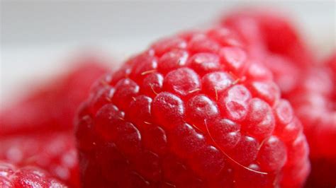 How To Transplant Raspberry Bushes Up Gardening