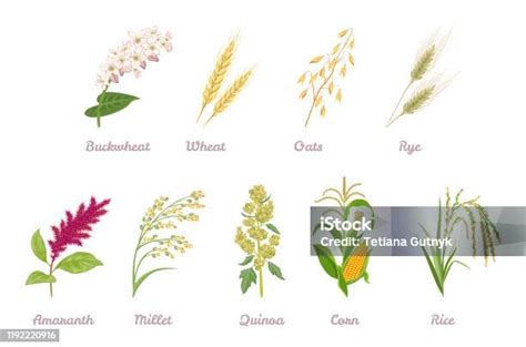 시리얼 식물 세트 메밀 밀 귀리 호밀 아마란스 프로소 밀레 퀴노아 옥수수 쌀은 흰색 배경에 고립 만화 간단한 평면 스타일의