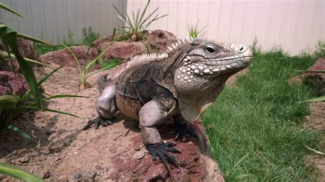 Cuban Rock Iguana Clyde Peeling S Reptiland