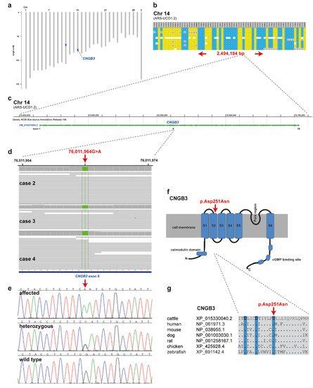 Recessive Achromatopsia In Original Braunvieh Cattle Encyclopedia Mdpi