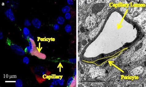 Pericytes Are Perivascular Cells That Are Embedded In The Basement Download Scientific Diagram