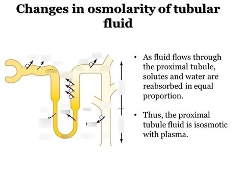 What Is Body Fluid Osmolarity At Janet Cantrell Blog