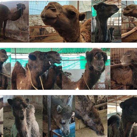Training Dataset For The Identification Of Camel Download Scientific